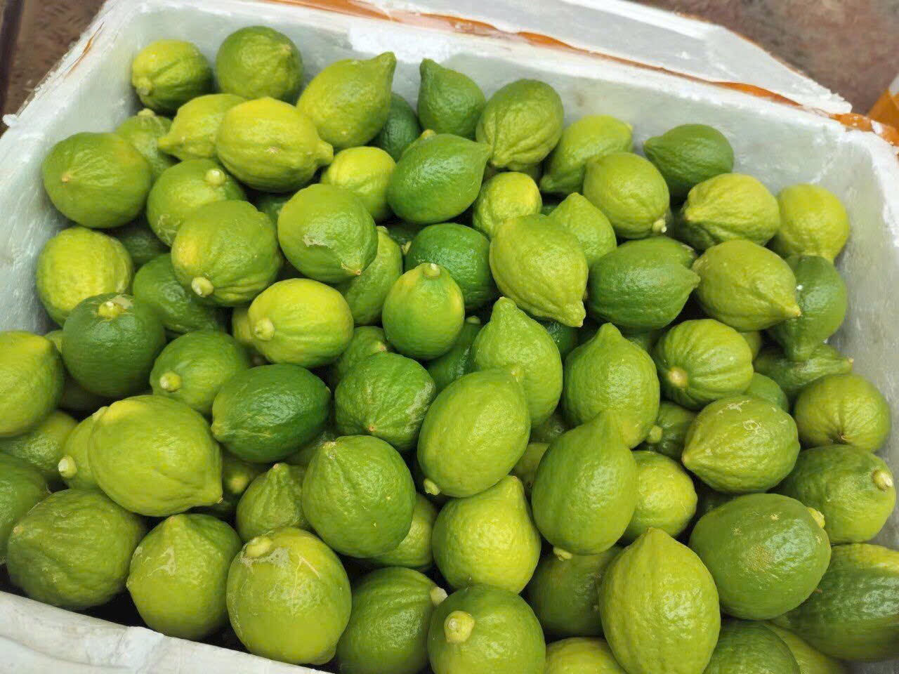 Chanh Quảng Đông là gì? - BẾP TỪ LORCA - AN TOÀN TỐI ĐA